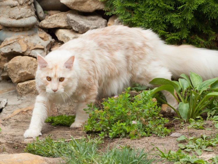 Gatto Maine Coon: origini e curiosità del gigante americano