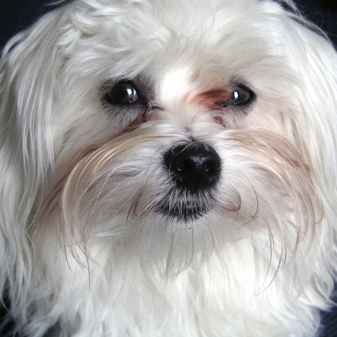 Cane maltese: origine e carattere del cane bianco dei porti
