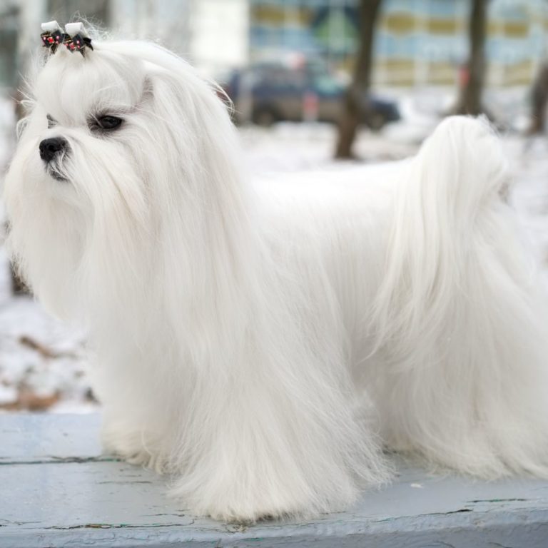Cane maltese: origine e carattere del cane bianco dei porti