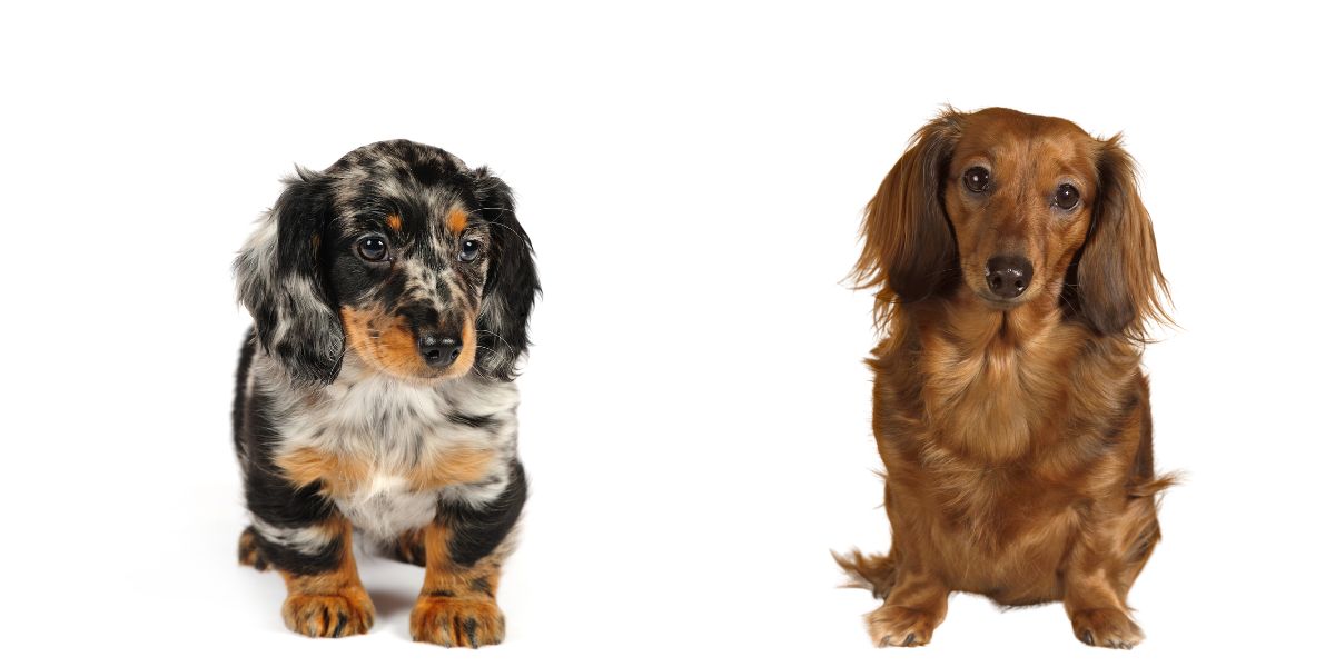 Tipi di cane bassotto: caratteristiche e variazioni di razza