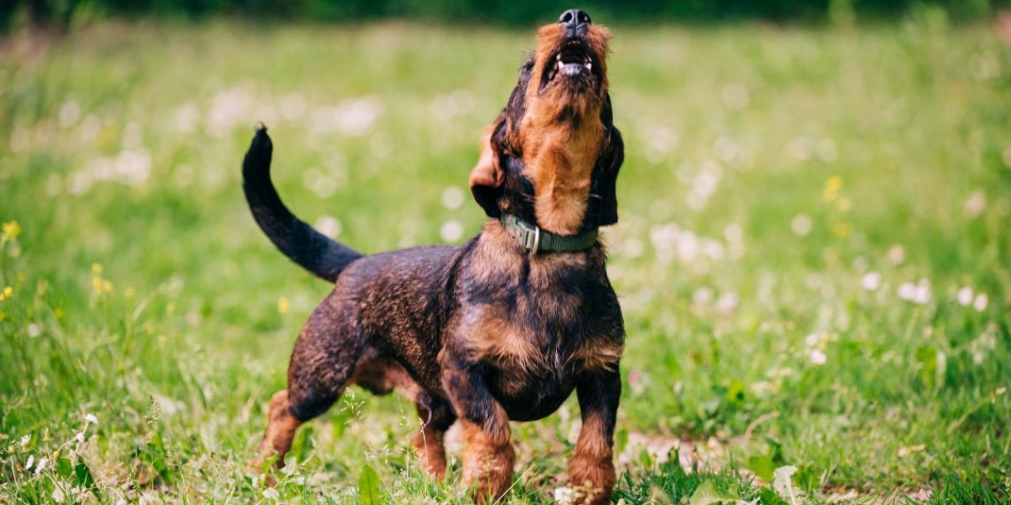Tipi di cane bassotto: caratteristiche e variazioni di razza