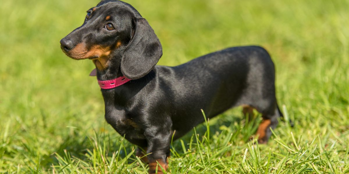 Tipi di cane bassotto: caratteristiche e variazioni di razza